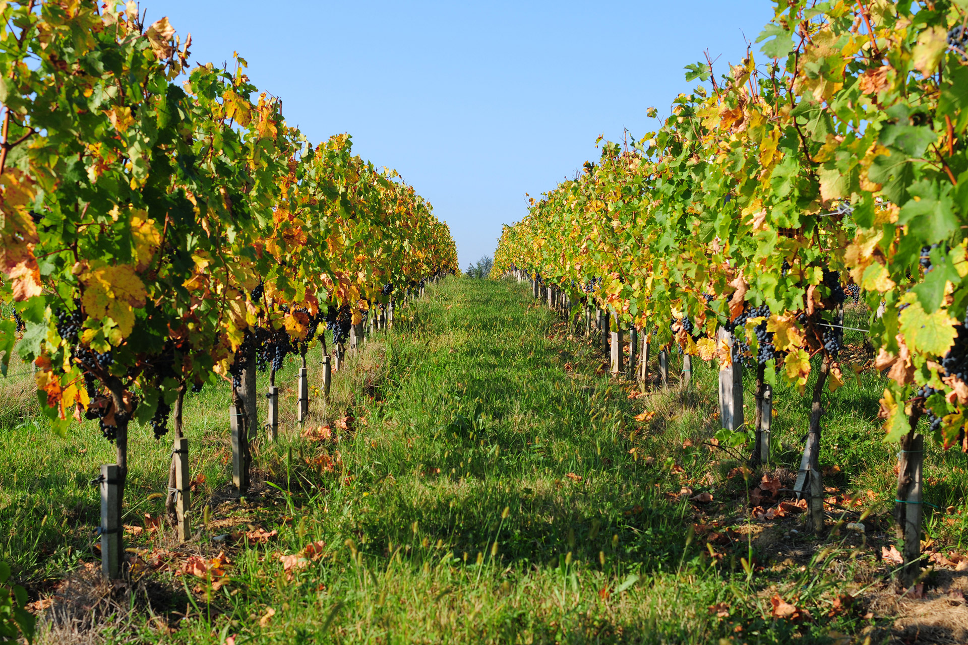 Vineyard And Environnement Ch teau Rol Valentin